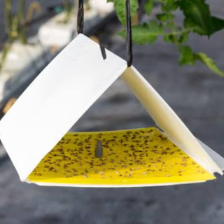 Delta Traps - Prolific Innovations Limited