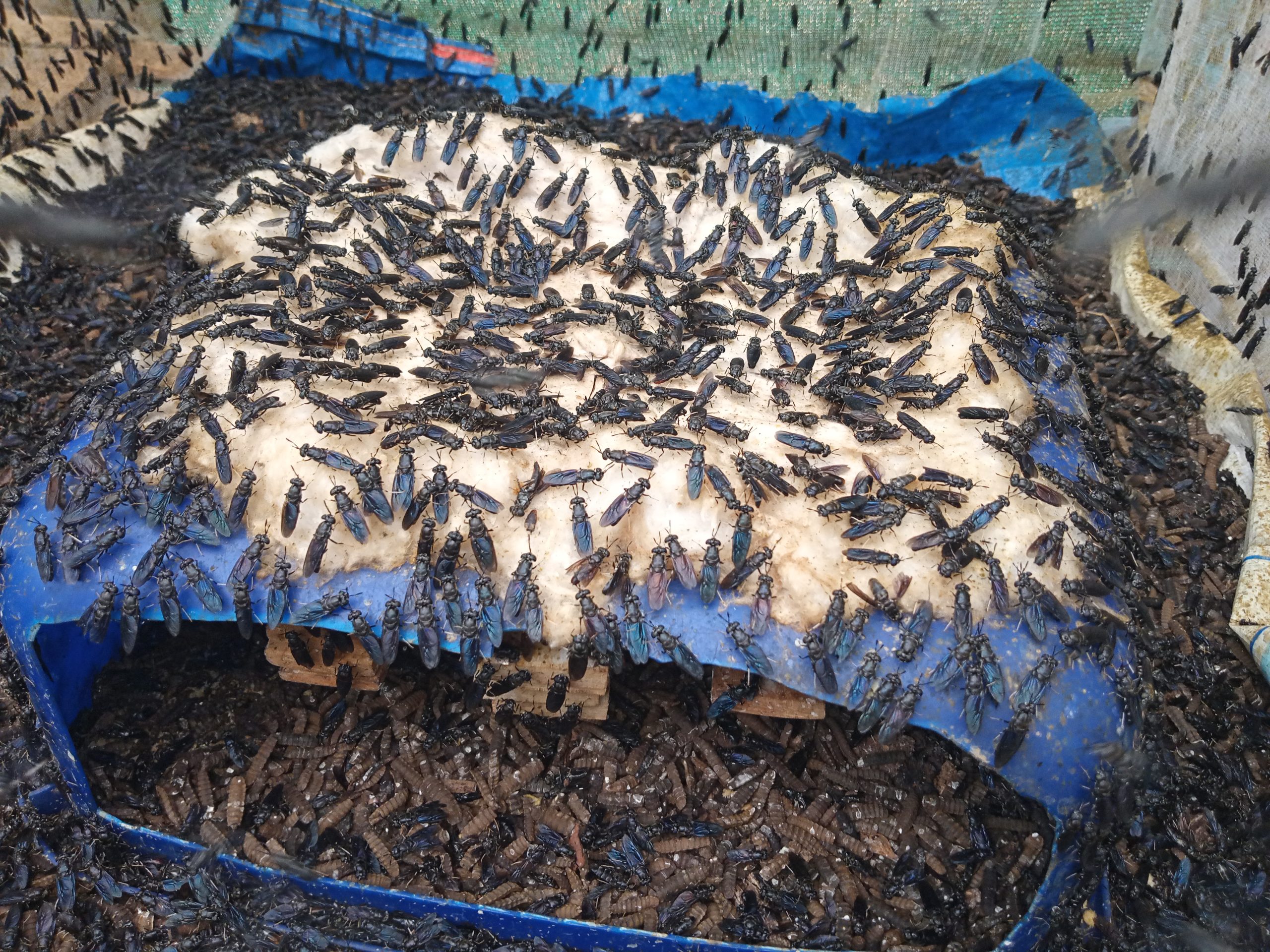 Black soldier fly farming and waste management - Prolific Innovations ...